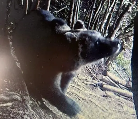Riecco l’orso al lago d'Idro: 5 le incursioni in tre settimane ...